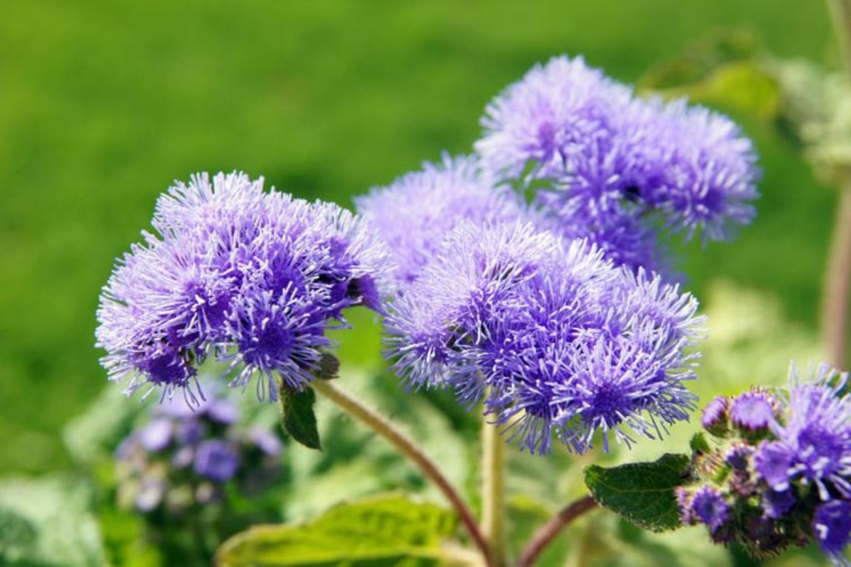 Get Rid Of Mosquitos Thanks To These Beautiful And Effective Plants ...