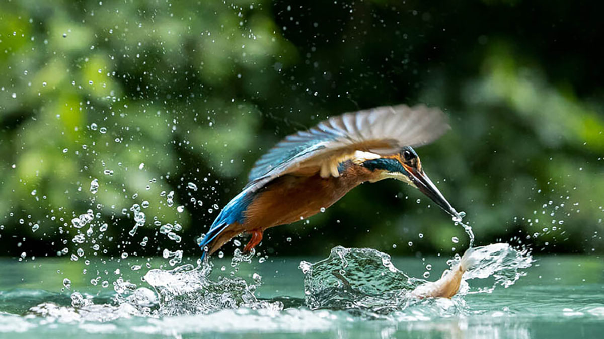 Most Impressive Wildlife Photos You Have Taken - BetterBe