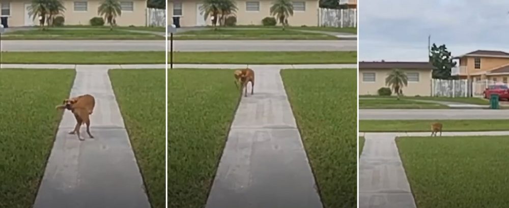 The Funniest Things Ever Caught On Hidden Cameras - BetterBe